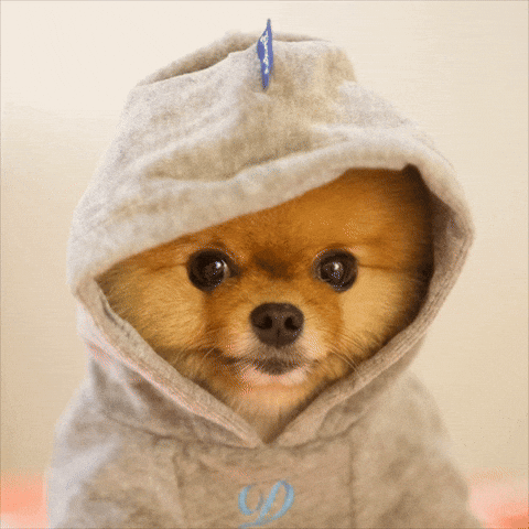Dog Blink GIF by Jiffpom - Find & Share on GIPHY