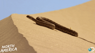 Slither Discovery Channel GIF - Find & Share on GIPHY