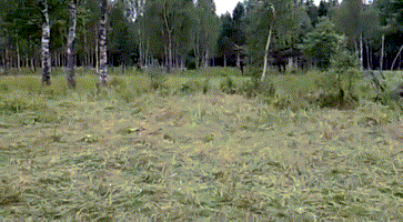 Camouflage GIF - Find & Share on GIPHY