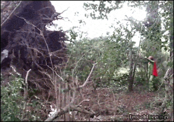 Times Trees GIF - Find & Share on GIPHY