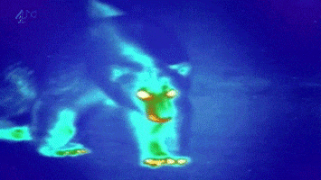 Polar Bears GIFs - Get the best GIF on GIPHY