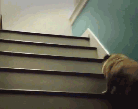 Stairs GIF - Find & Share on GIPHY