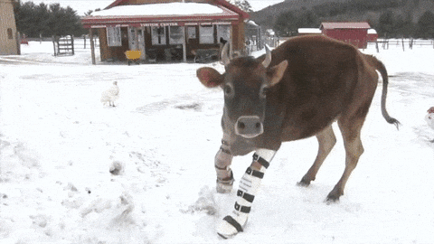 Happy Cow GIF - Find & Share on GIPHY
