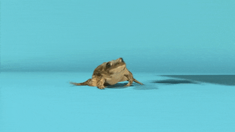 Toads GIFs - Find & Share on GIPHY