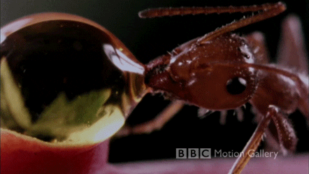 Insect Ant GIF - Find & Share on GIPHY