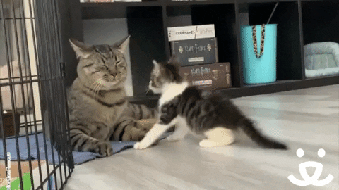 Fight Club Reaction GIF by Best Friends Animal Society - Find & Share ...