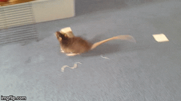 Rat GIF - Find & Share on GIPHY