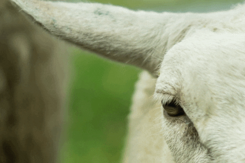 Goat Love GIF by Mercy For Animals - Find & Share on GIPHY