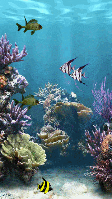 Aquarium GIF - Find & Share on GIPHY