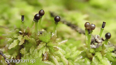 GIF by Science Friday - Find & Share on GIPHY