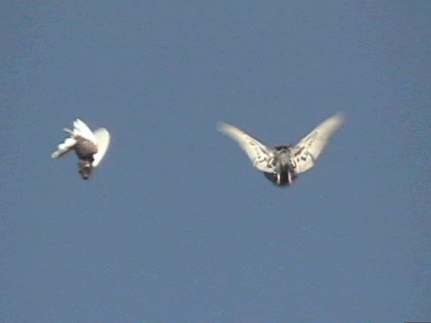 Pigeon GIFs - Find & Share on GIPHY