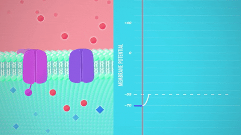 Action Potential GIFs - Find & Share on GIPHY