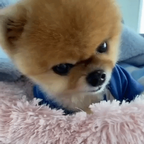 Tired Dog GIF by Jiffpom - Find & Share on GIPHY