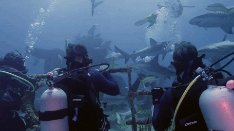 Discovery GIF by Shark Week - Find & Share on GIPHY