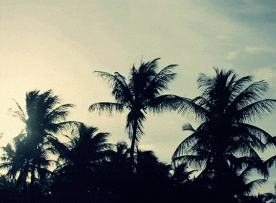 Wind Blowing Trees S Find And Share On Giphy