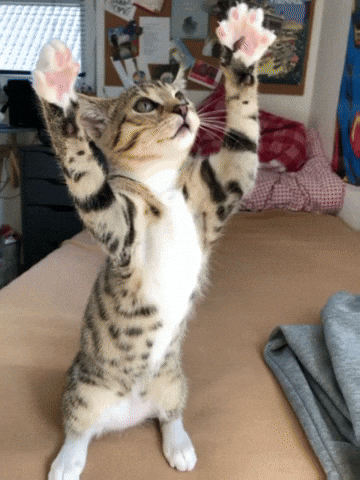 Cat Music Kitten GIF by Konzerthaus Berlin - Find & Share on GIPHY
