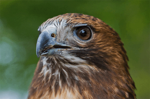 Golden Eagle GIFs - Find & Share on GIPHY