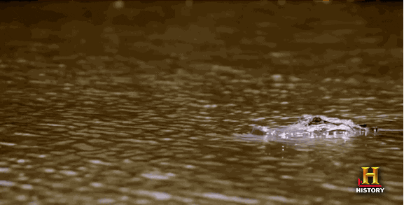 Alligator Gator By Swamp People Find And Share On Giphy