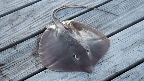 Stingray GIF - Find & Share on GIPHY