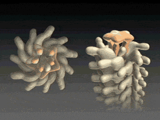 Bacteria GIF - Find & Share on GIPHY