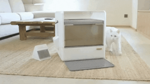 Cat Must See GIF by CreatorFocus.com - Find & Share on GIPHY