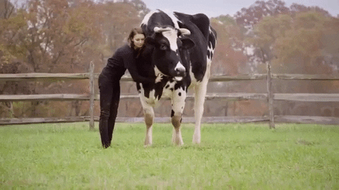 Cow Hug GIF by Mercy For Animals - Find & Share on GIPHY