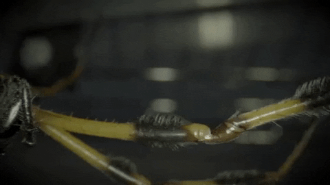 Halloween Web GIF by Science Friday - Find & Share on GIPHY