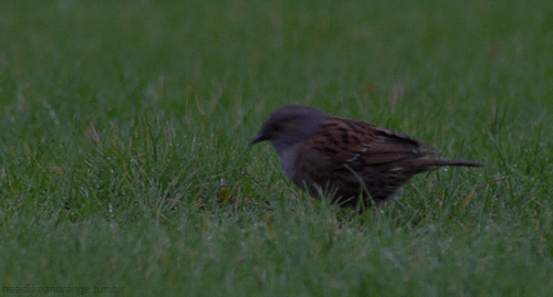 Hedge Sparrow Bird GIF by Head Like an Orange - Find & Share on GIPHY