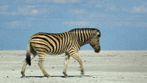 Zebra GIFs - Find & Share on GIPHY