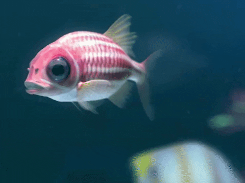 The Salmon Dance GIF by The Chemical Brothers - Find & Share on GIPHY