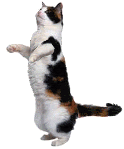 Cat GIF Sticker - Find & Share on GIPHY