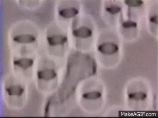 Phagocytosis GIFs - Get the best GIF on GIPHY