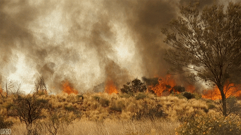 Fire GIF - Find & Share on GIPHY