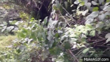 Machete Jungle GIFs - Find & Share on GIPHY