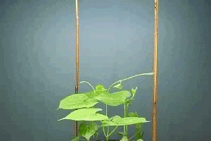 Best Vines Gif