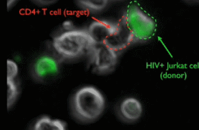 Sauce Hiv GIF - Find & Share on GIPHY