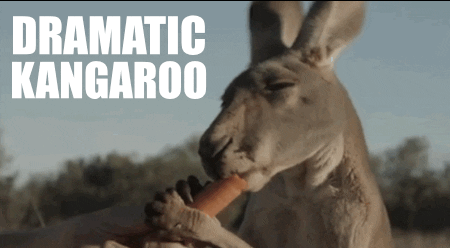 Kangaroo GIF - Find & Share on GIPHY