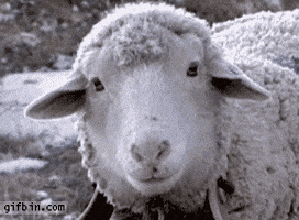 Schaf Gif Pictures To