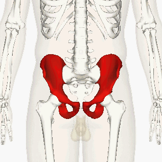 Bone GIF - Find & Share on GIPHY