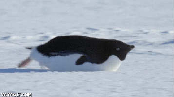 Penguin GIFs - Find & Share on GIPHY
