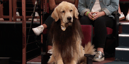 Dog GIF by Team Coco - Find & Share on GIPHY