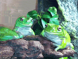 Frogs GIF - Find & Share on GIPHY