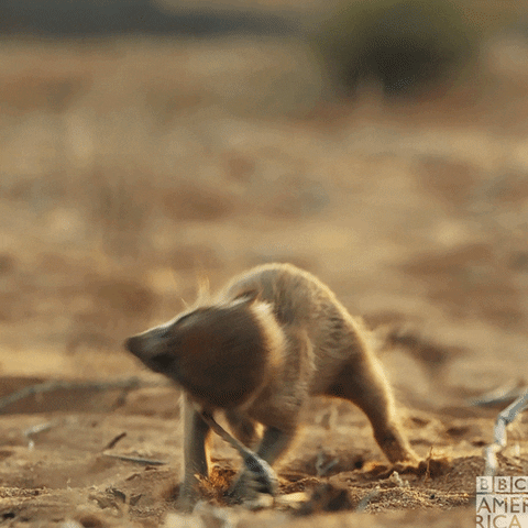 Bbc Earth Jump GIF by BBC America - Find & Share on GIPHY