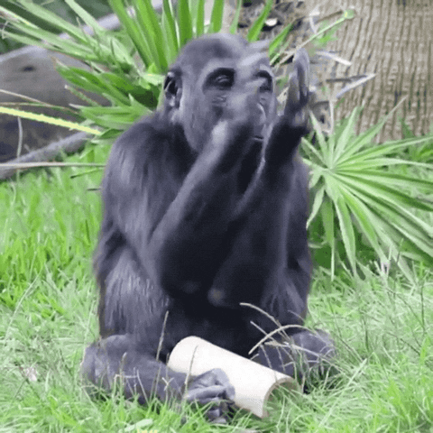 GIF by San Diego Zoo - Find & Share on GIPHY