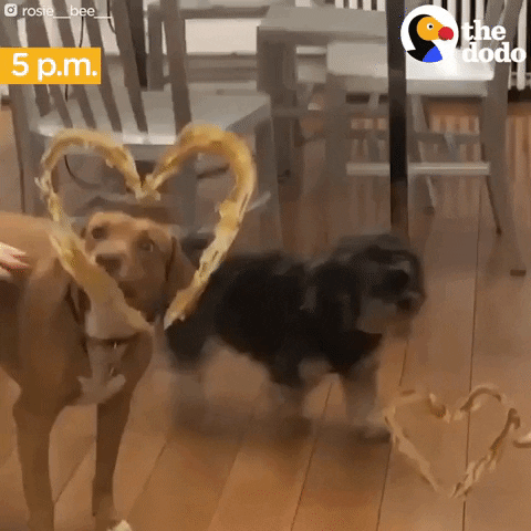 Dog GIF by The Dodo - Find & Share on GIPHY
