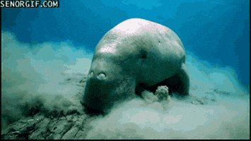 Dugong Is That A Pokemon GIF by Cheezburger - Find & Share on GIPHY