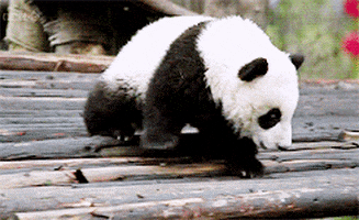 Panda Bear Walking GIF - Find & Share on GIPHY