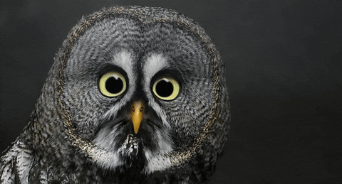 Owl GIF - Find & Share on GIPHY