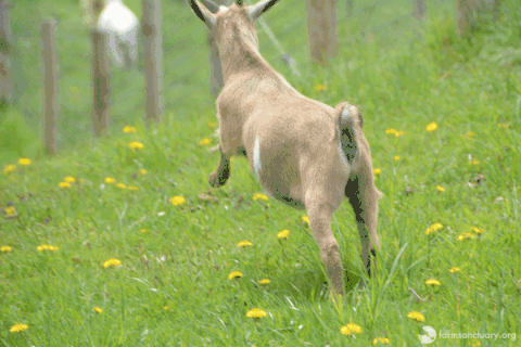 Farm GIF - Find & Share on GIPHY