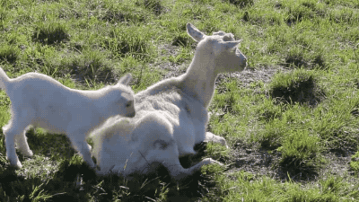 Goat GIF - Find & Share on GIPHY